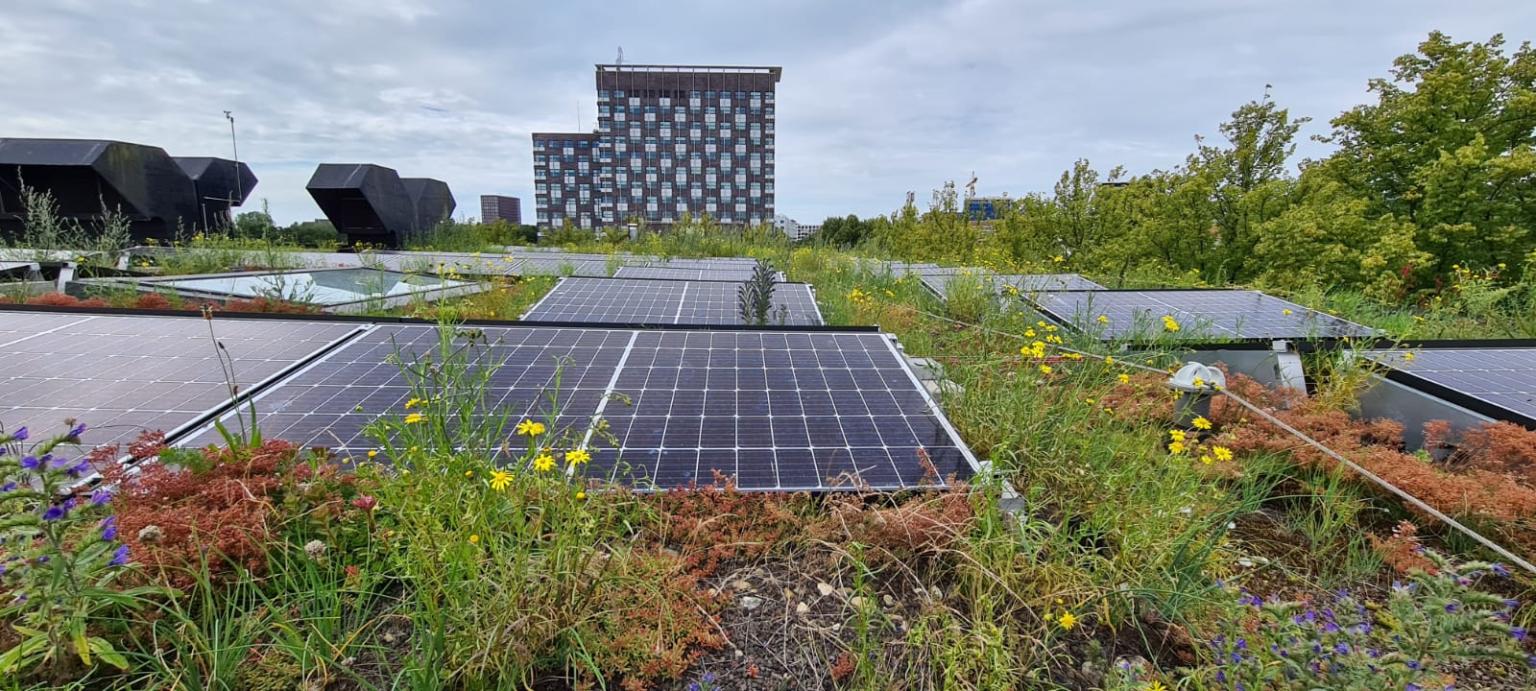 Sedum en zonnepanelen op het dak? Denk hier aan! Sedum en zonnepanelen op het dak? Denk hier aan!